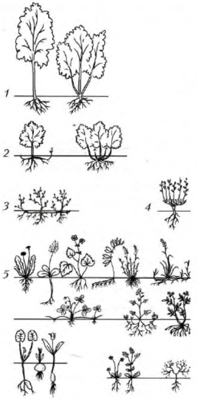 Всё о бегониях и не только...: Покрытосеменные (Angiospermatophyta)