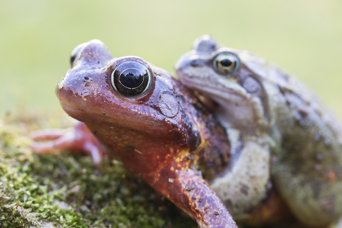 Matt Cole Macro Photography: Common Frogs