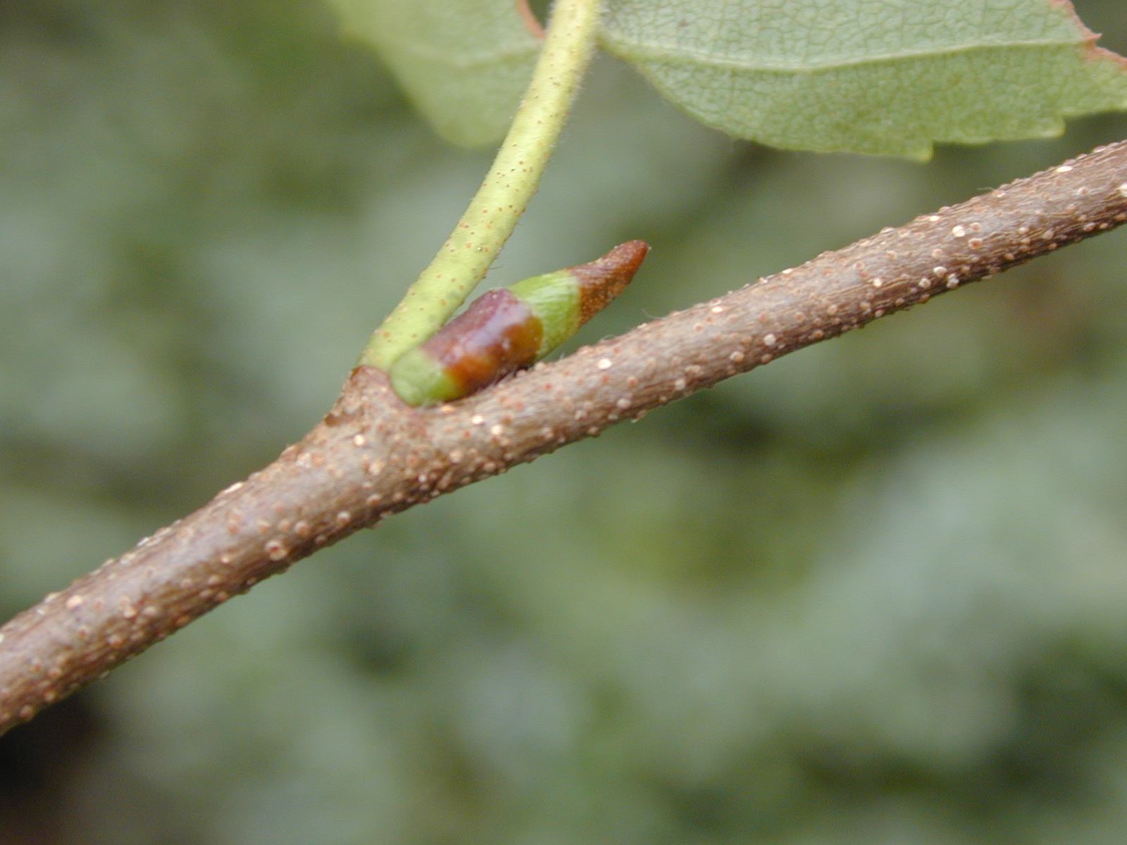 Trees of Santa Cruz County: Betula papyrifera - Paperbark Birch