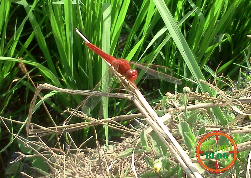 Sundul Langit: Capung berwarna Merah