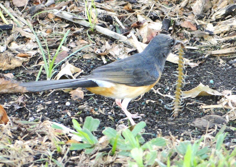 Inspiring Nature Photography By Carol Reynolds: White-Rumped Shama Thrush