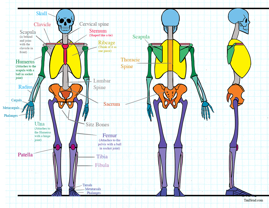 Draw Speak: Adult Skeleton