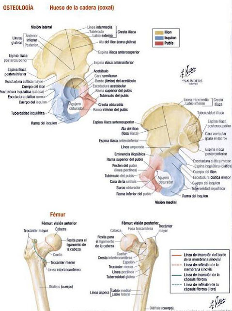 Fisioterapeuta Luís Miguel Brazão Gouveia: Anatomia Anca
