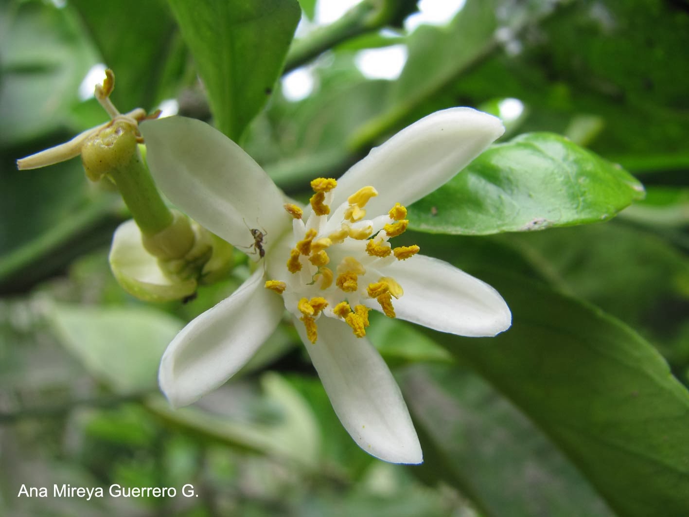 Ecuador: personajes y especies (Galápagos y Continente): Flora de Quito ...