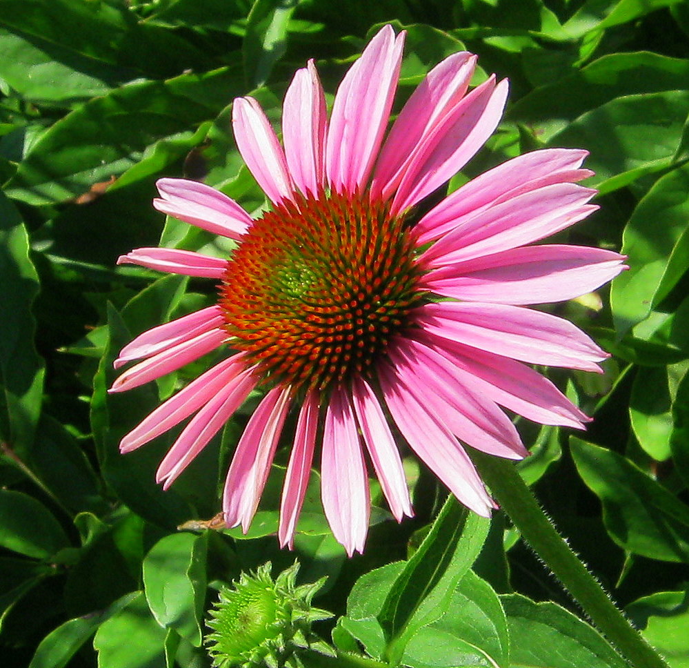 Lavender Garden Cottage: Flower of the Day - Coneflower Week - From my ...
