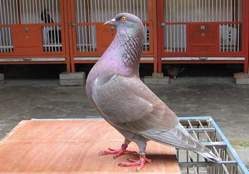 Tips Cara Perawatan Merpati Balap Lomba Yang Benar | Kicau Burung Mania