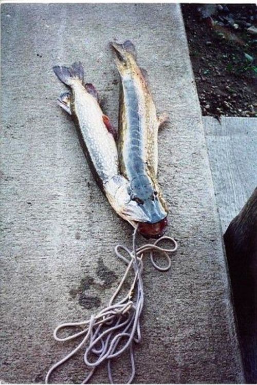 Imagini Desktop: Poze cu animale rare