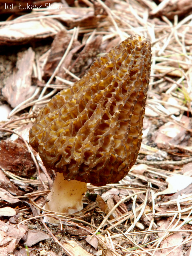 Wiosenne grzybobranie - o smardzach | BEZ OGRÓDEK | blog ogrodniczy