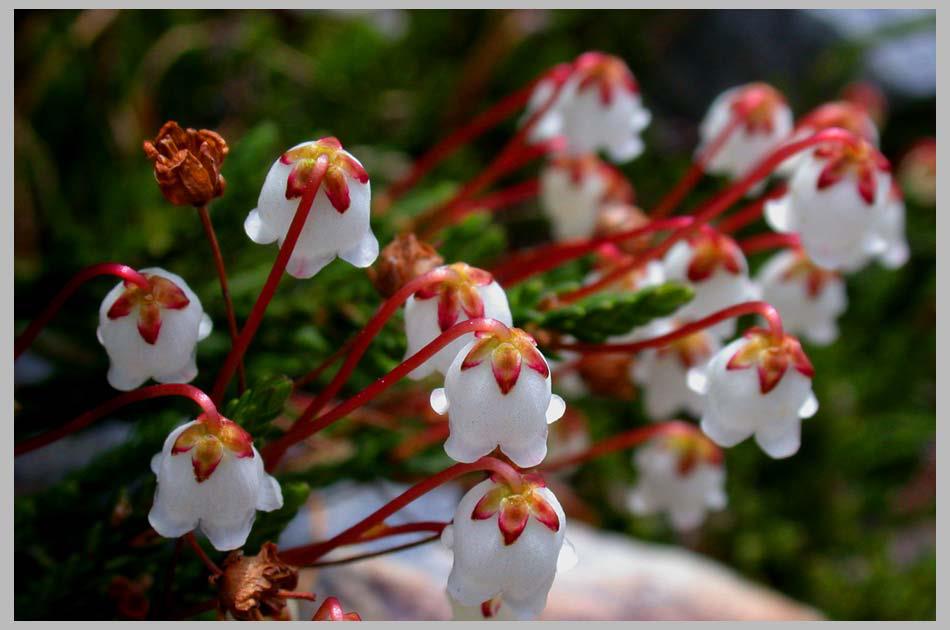 Western Mountain Heather flowers, native to United States | We are so Small