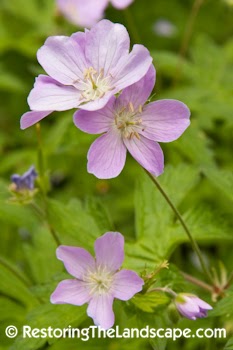 Restoring The Landscape With Native Plants: Native Plant of the Week ...