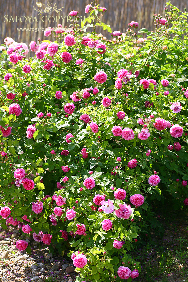 Tam gdzie mgły i róże mieszkają...: Crocus Rose i inne