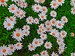 Daisy Chains and Animated Daisy Chains