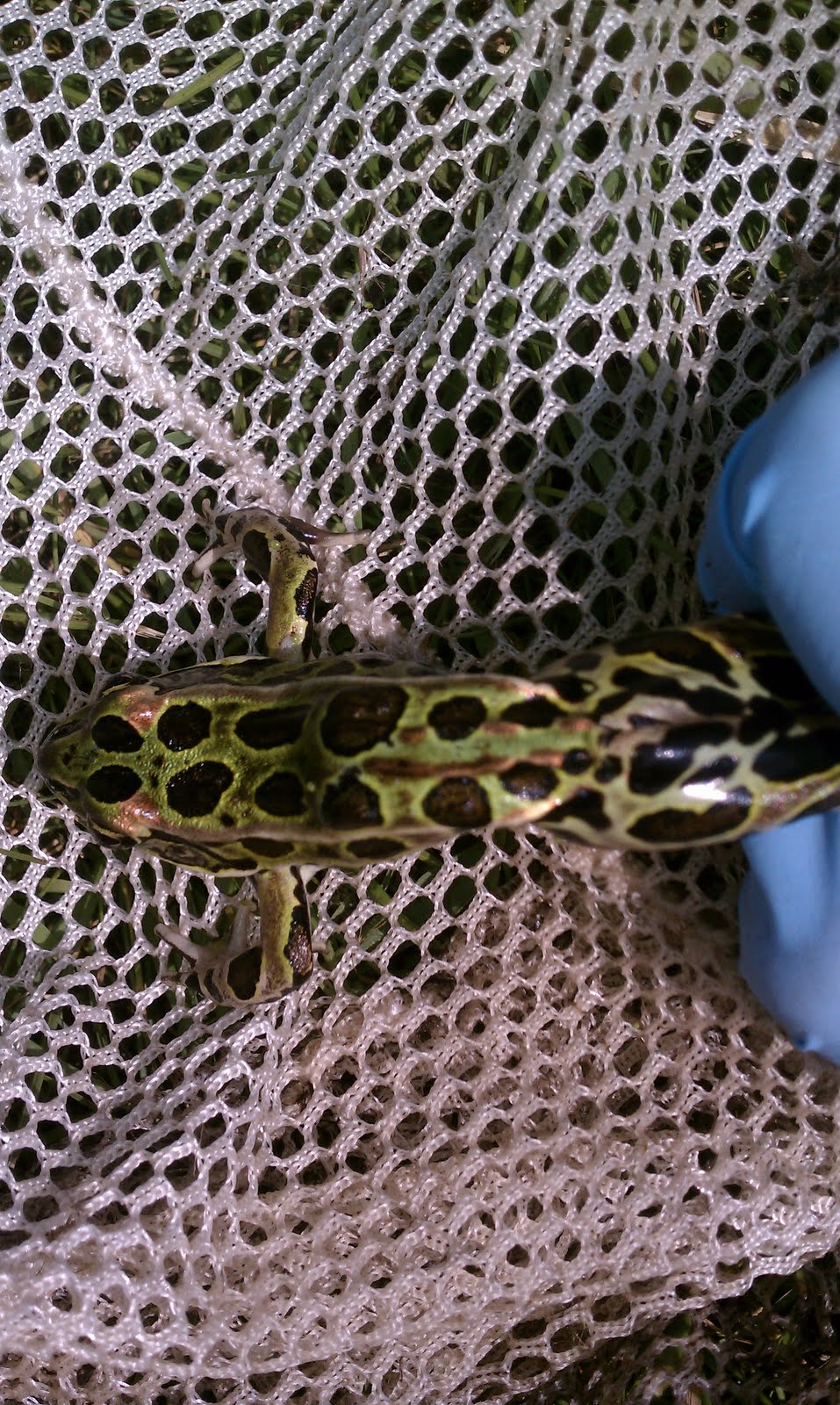 Wildlife Monitor: Is Chytrid Fungus Present In Connecticut?