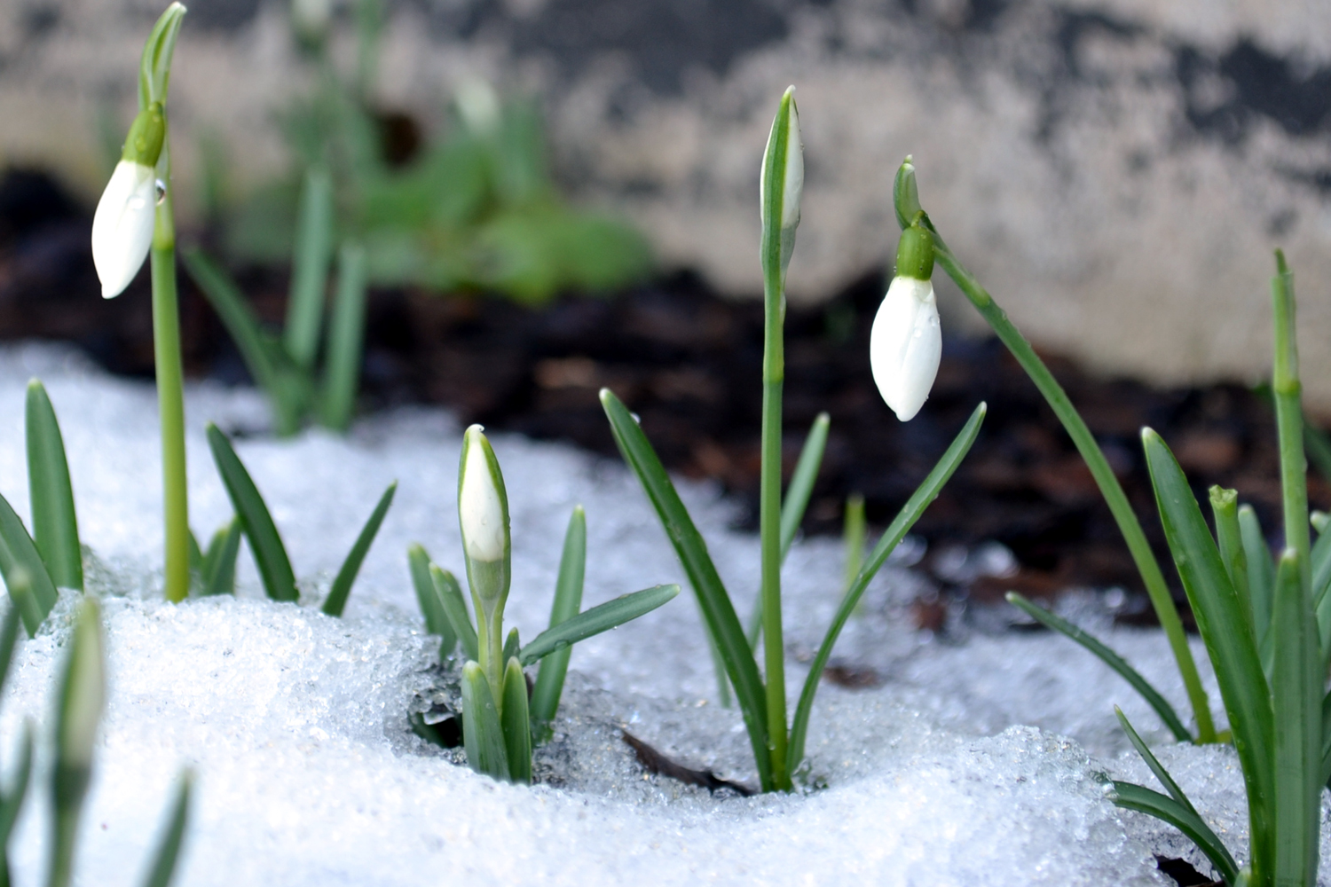 Inreda Ute: Vår - vinter - vår