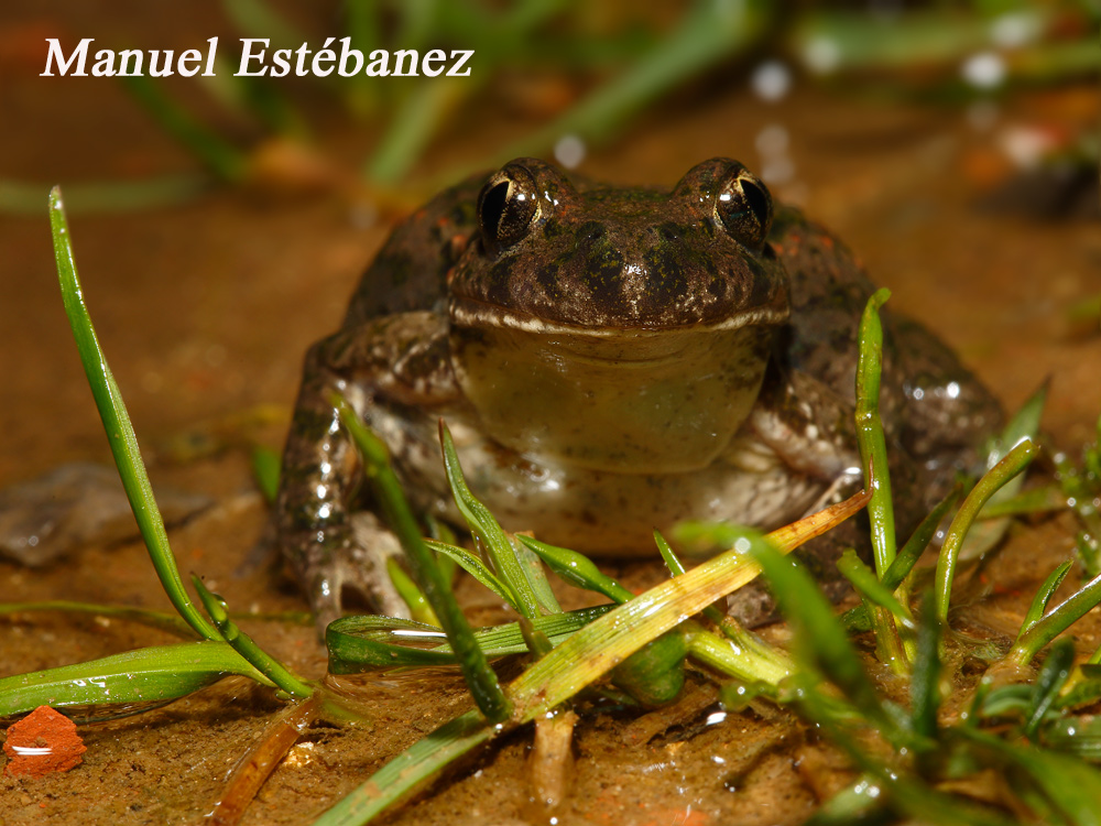 Miradas Cantábricas: Sapillo moteado común hembra (Pelodytes punctatus)