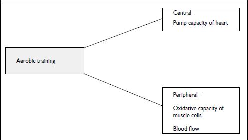 SOCCER SKILLS AND TRAINING: Science of Oxygen Transport in Soccer