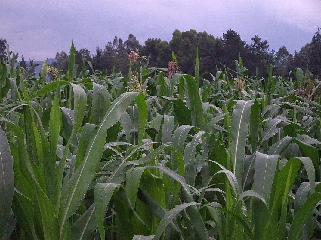 El cuexcomate: Teocintle y maíz - juntos pero no revueltos