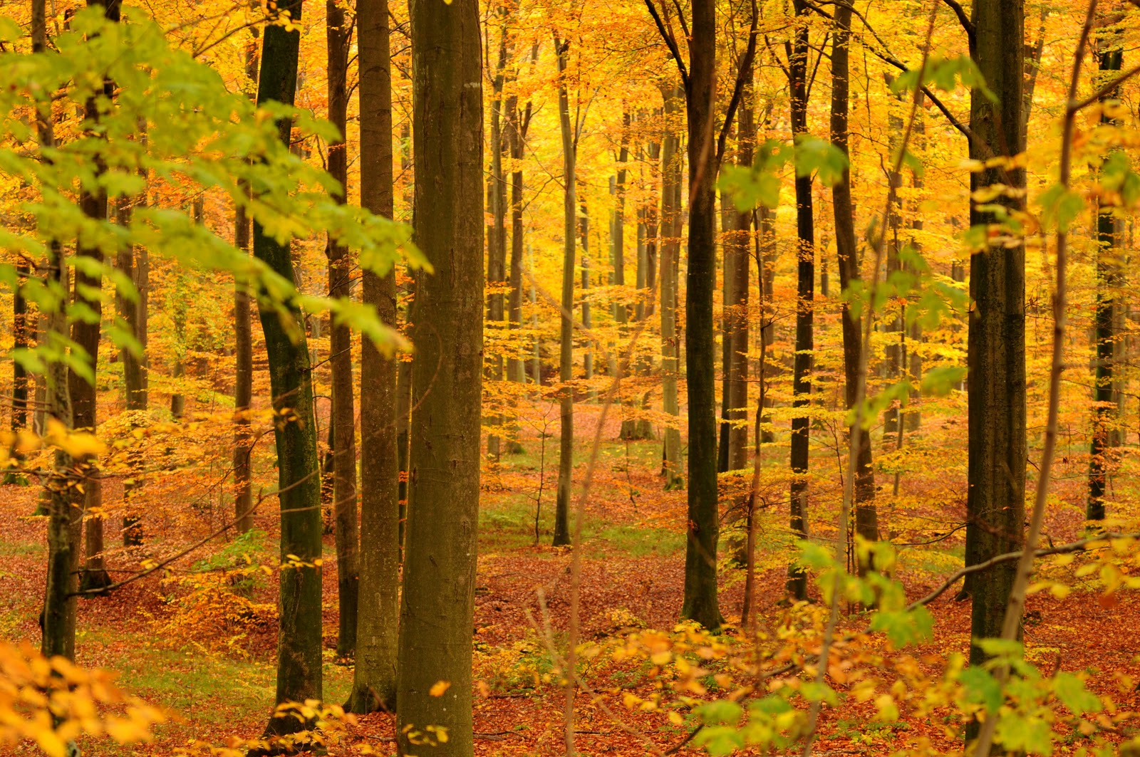 Jm photo blog: Efterår i skoven
