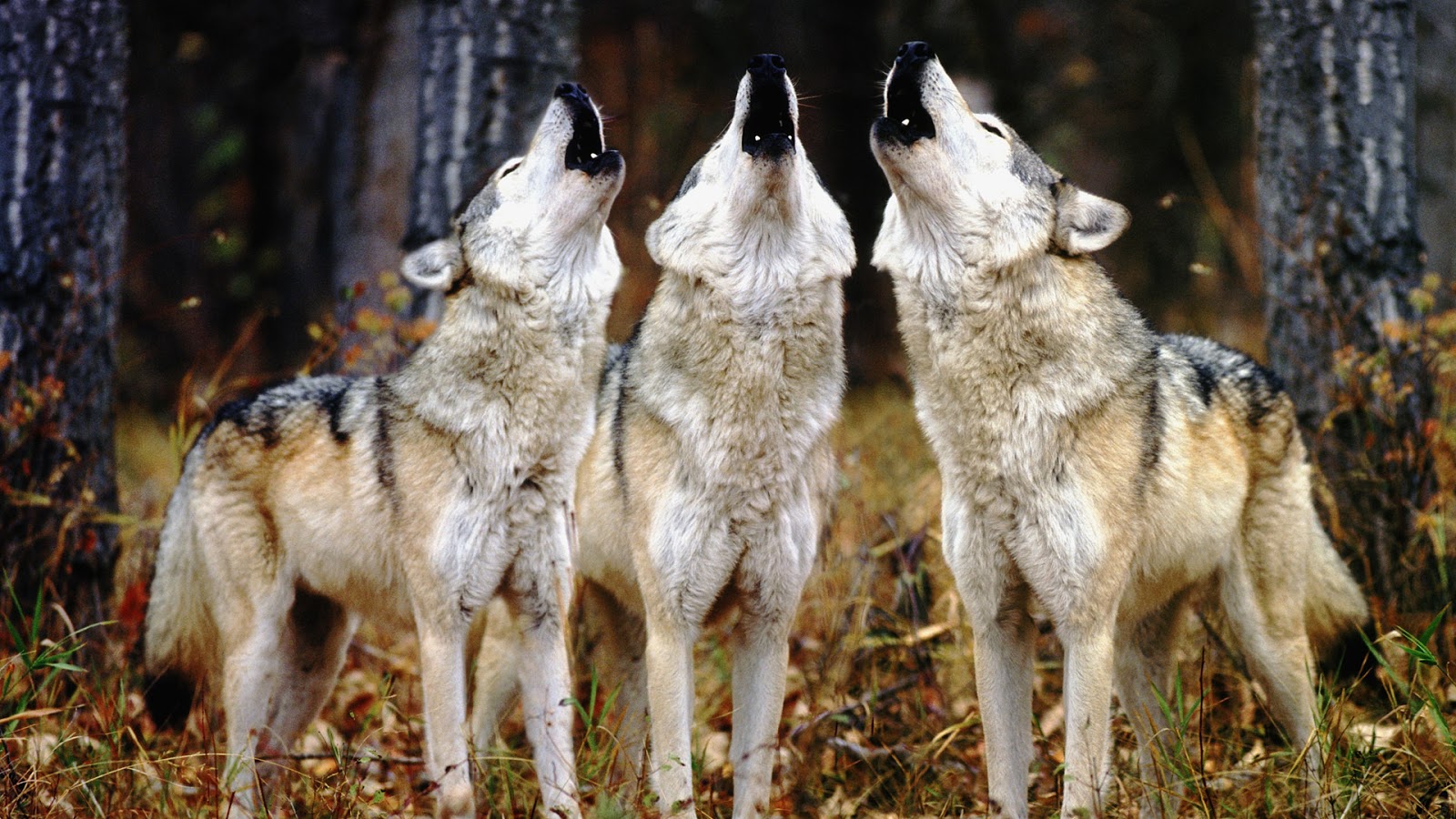 Fotografías de feroces lobos en campo natural