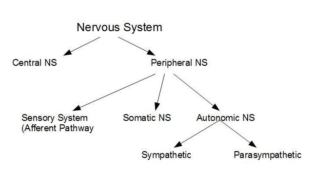 A Vet To Be: Autonomic Nervous System