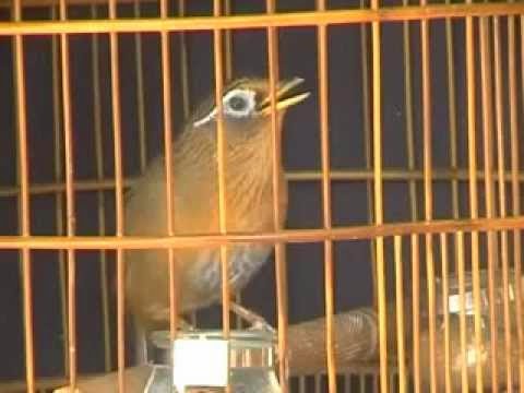 Cara Merawat Burung Wambie Atau Hwamei Agar Cepat Gacor Bunyi