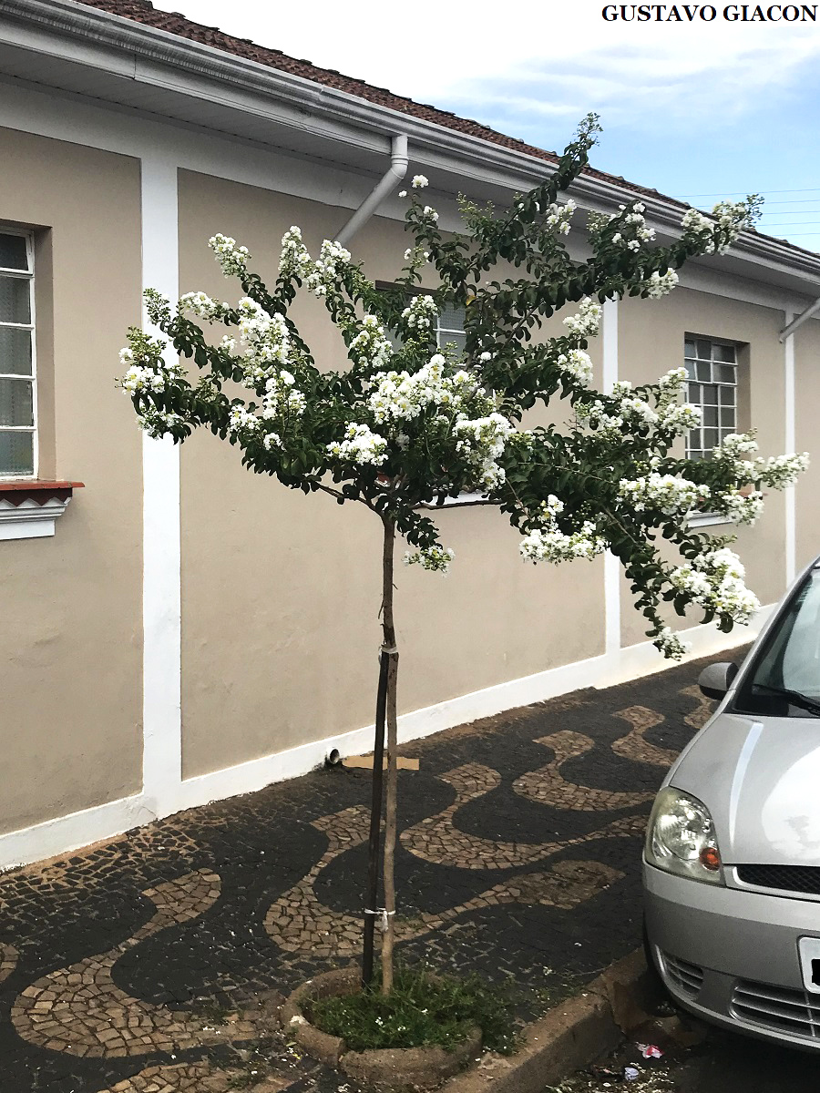 Viveiro Ciprest - Plantas Nativas e Exóticas: Resedá Branco ...