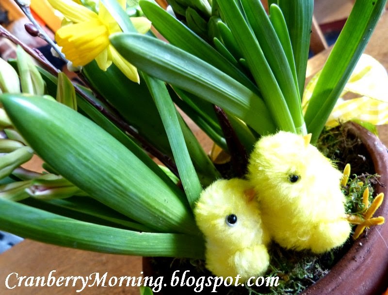 Cranberry Morning: April - Daffodils, Baby Chicks, Dogs, Bunnies, and ...