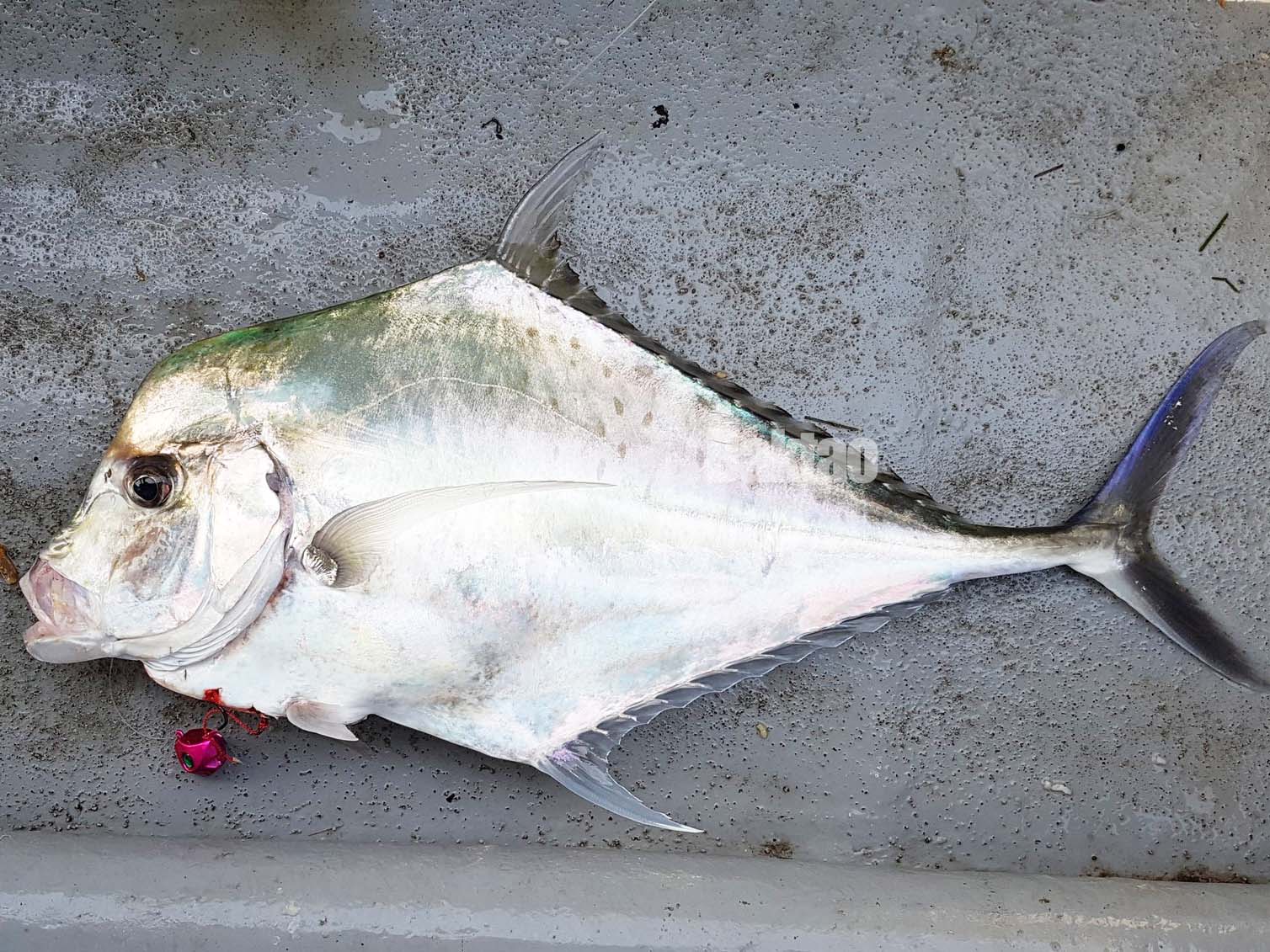 Sibu Island is now a light and micro jigging fishing paradise