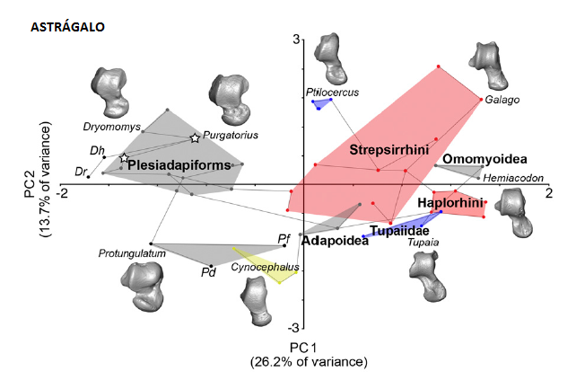 Paleontología y Evolución en la UCM: Purgatorius: La difícil búsqueda ...