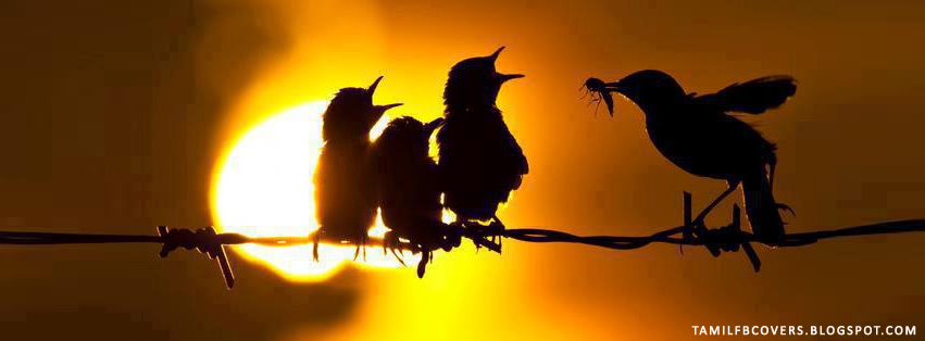 My India FB Covers: Bird feeding birdlings - Animal FB Cover