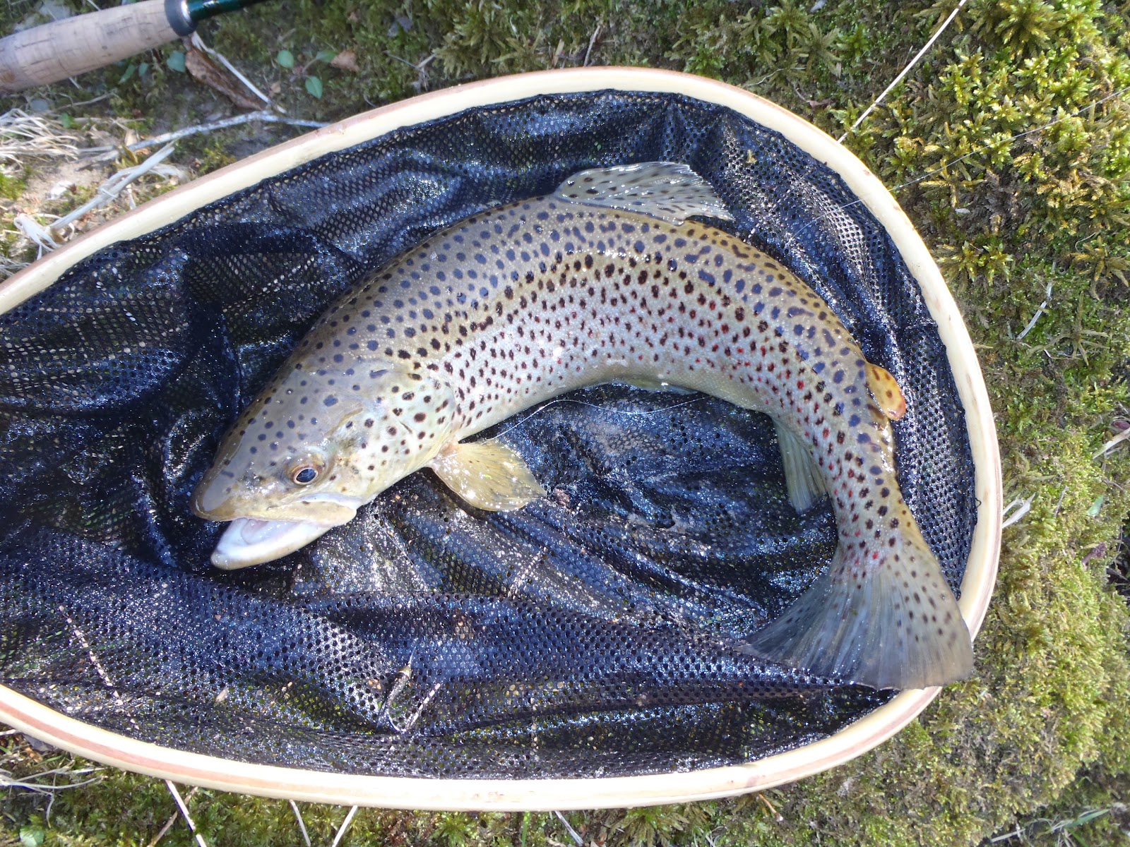 I FISH NEW YORK: Fly Fishing The Beaverkill River