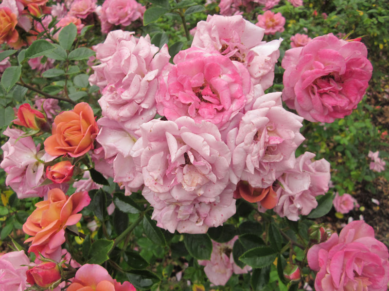 Garden Discoveries: California Roses