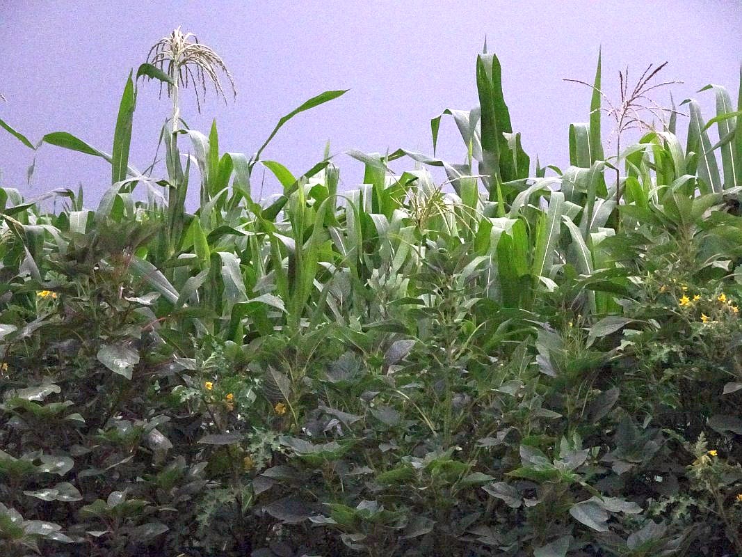 El cuexcomate: Teocintle y maíz - juntos pero no revueltos