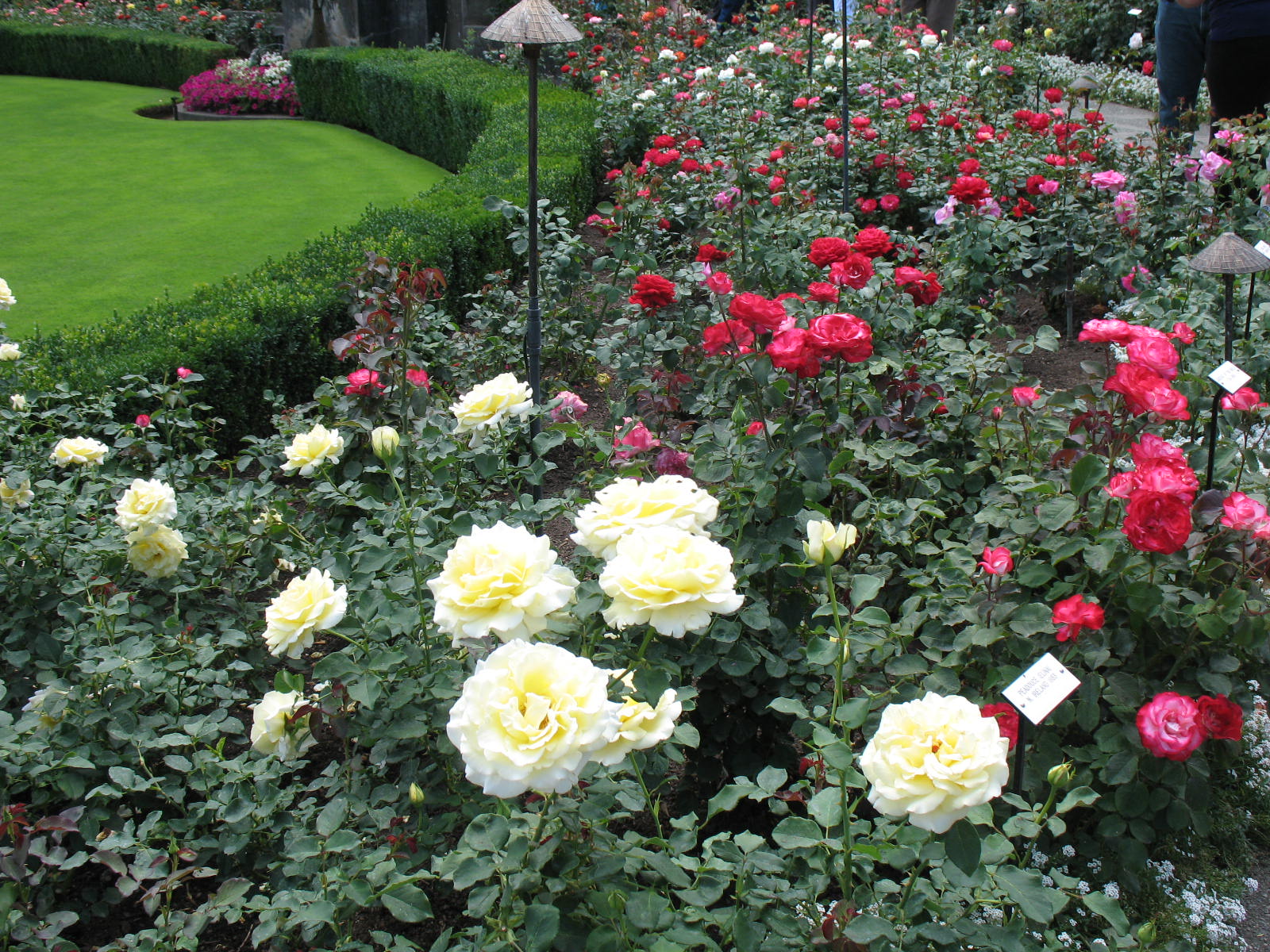 Miss Bloomers : Butchart Rose Gardens