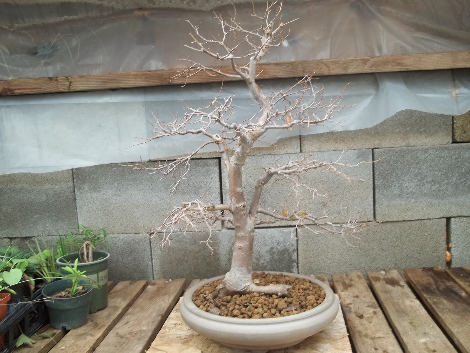 Bent Tree Bonsai: cold weather just around the corner