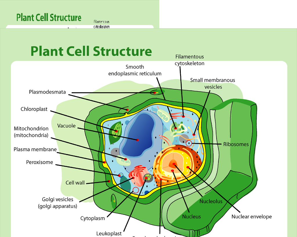 BIOLOGI GONZAGA: SEL TUMBUHAN