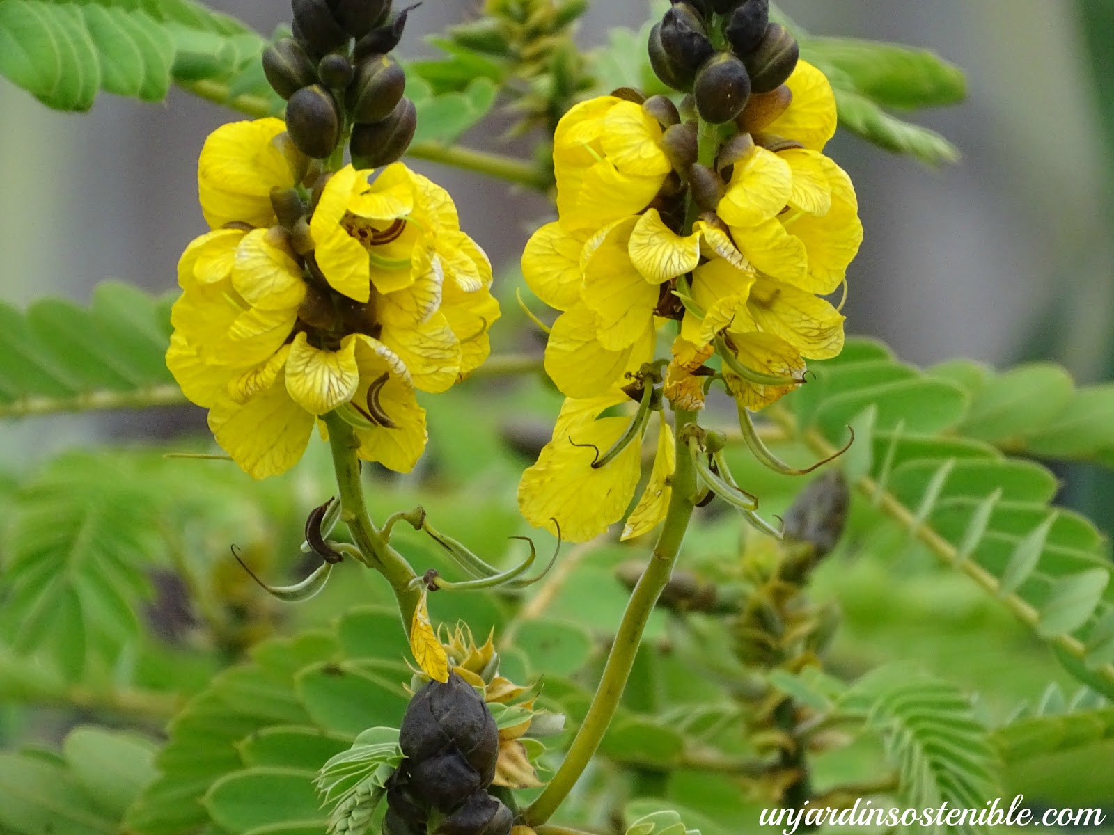 Senna alata (Candelabro)