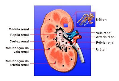 Blog CD Jayme: RIM DE LABORATÓRIO