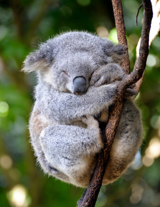 Garra Animal: Conoce al Koala