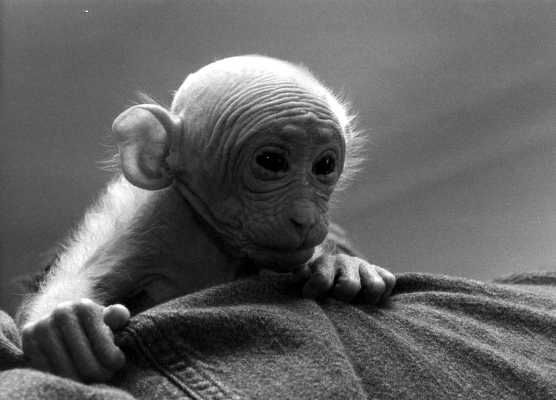 Animalistas Unidos DEL Mundo: Britches, el bebé macaco.