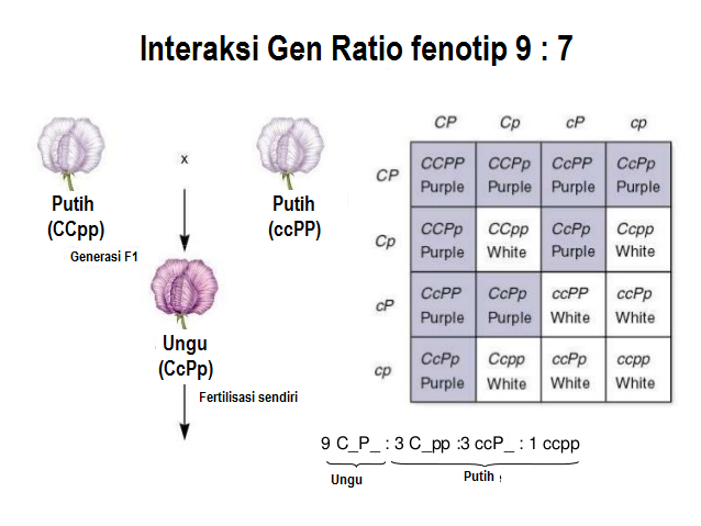 Catatan prestasi Guru Biologi: POLA-POLA HEREDITAS