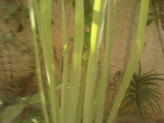 Garden Care Simplified: Lemon Grass - Green Tea Leaves Plant