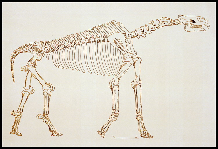 Baluchitherium of Balochistan | Dera Bugti