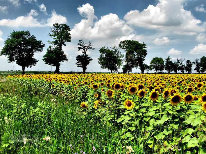 Photographis: Sun Flower story - Summer Fields in Romania