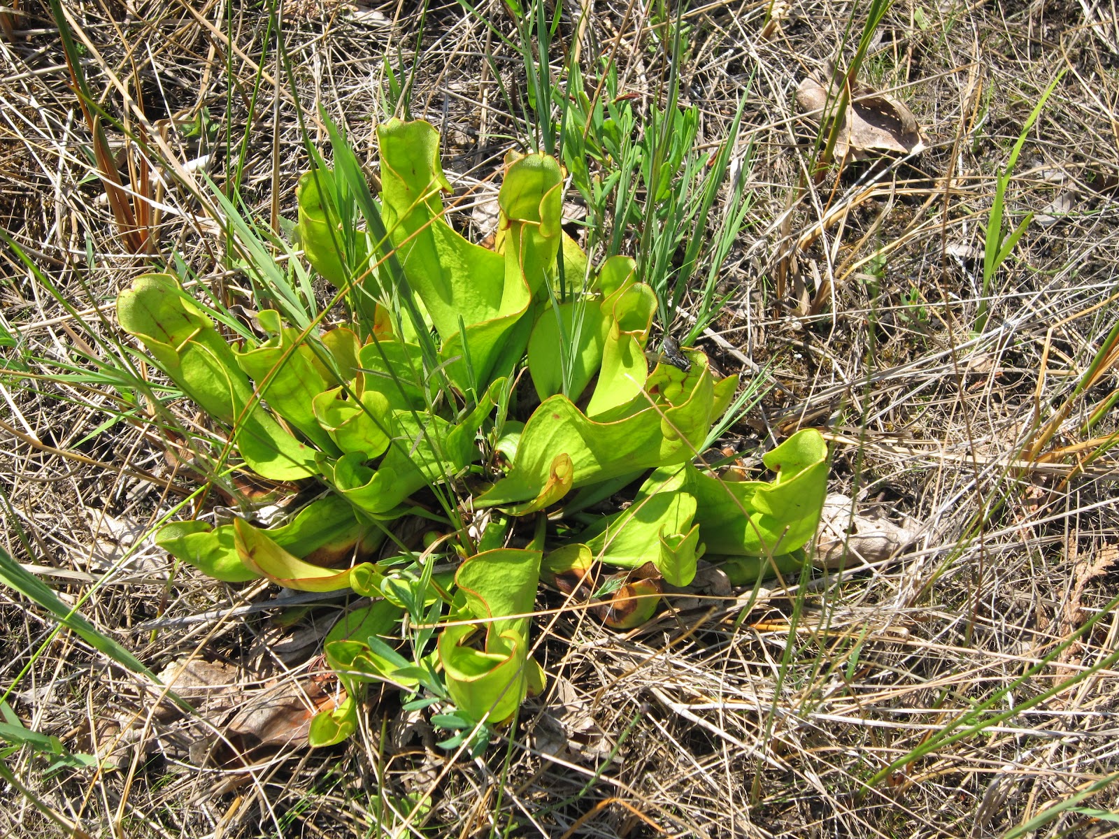 Amy Brown Science: The Carnivorous Pitcher Plants
