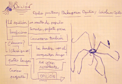 Sergio Ibarra Mellado: Los Opiliones