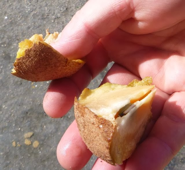 Behold! The Sapodilla | Galley Wench Tales