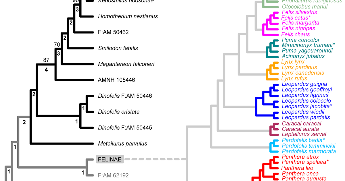 Abe's Animals: Cat family tree