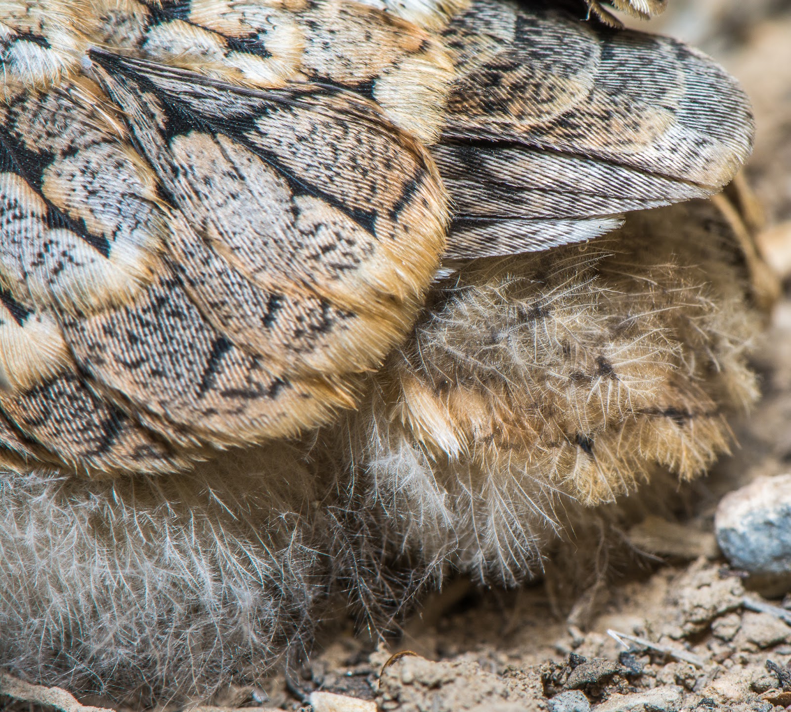 NeoVista Birds and Wildlife: Monitoring a Common Poorwill Nest Site