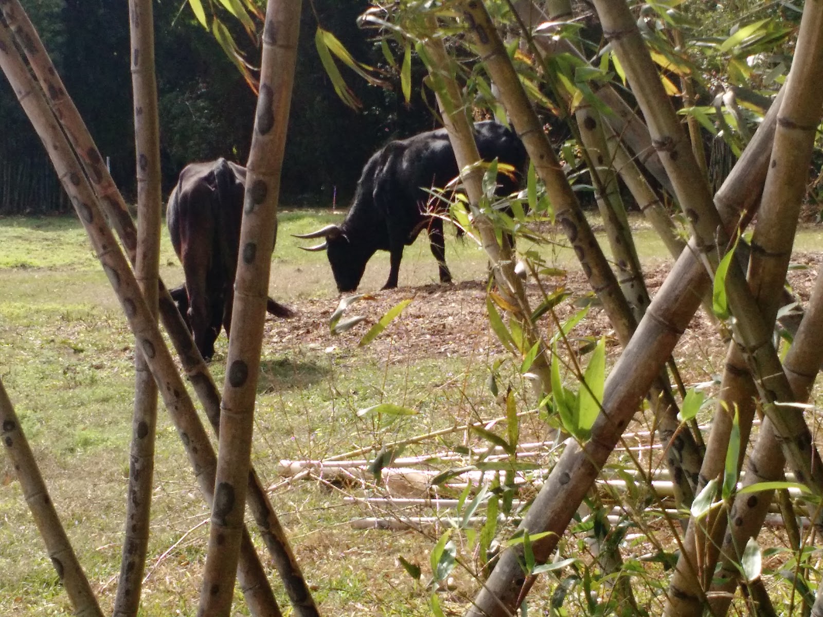 Simply Living: A bull, a cow and a calf walked into a bamboo grove...